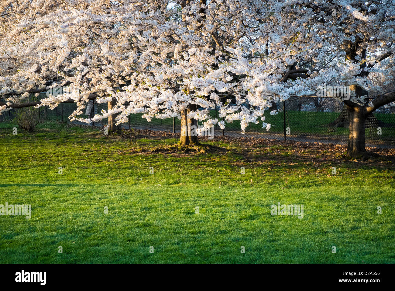 Blooming cherry tree in Central Park, New York City Stock Photo - Alamy