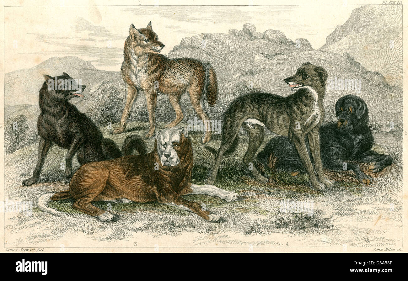 DOGS AND WOLVES Stock Photo - Alamy