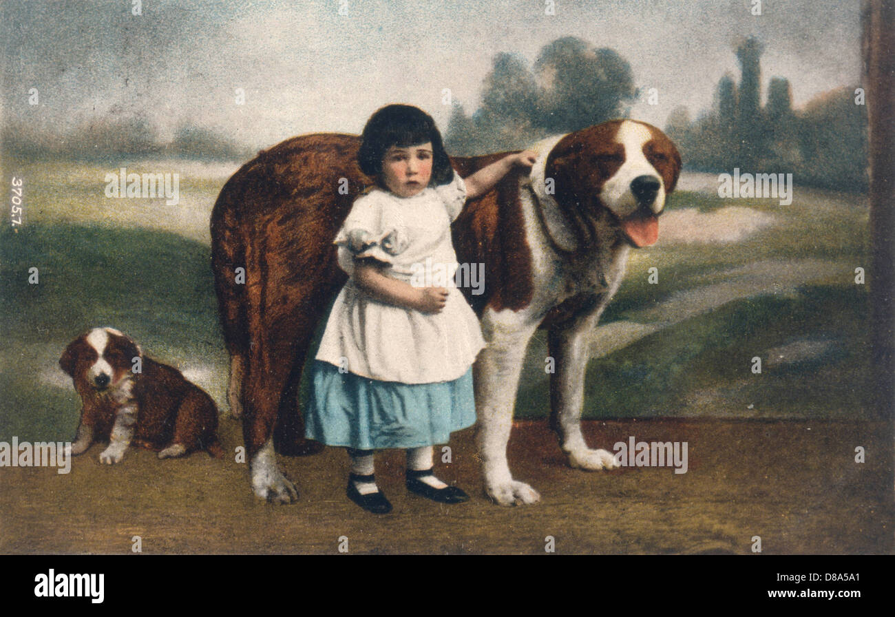 Saint bernards hi-res stock photography and images - Alamy