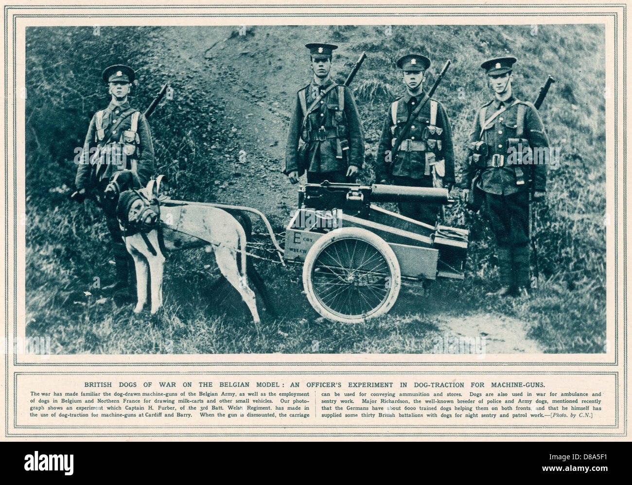 BRITISH DOGS PULL GUNS Stock Photo - Alamy
