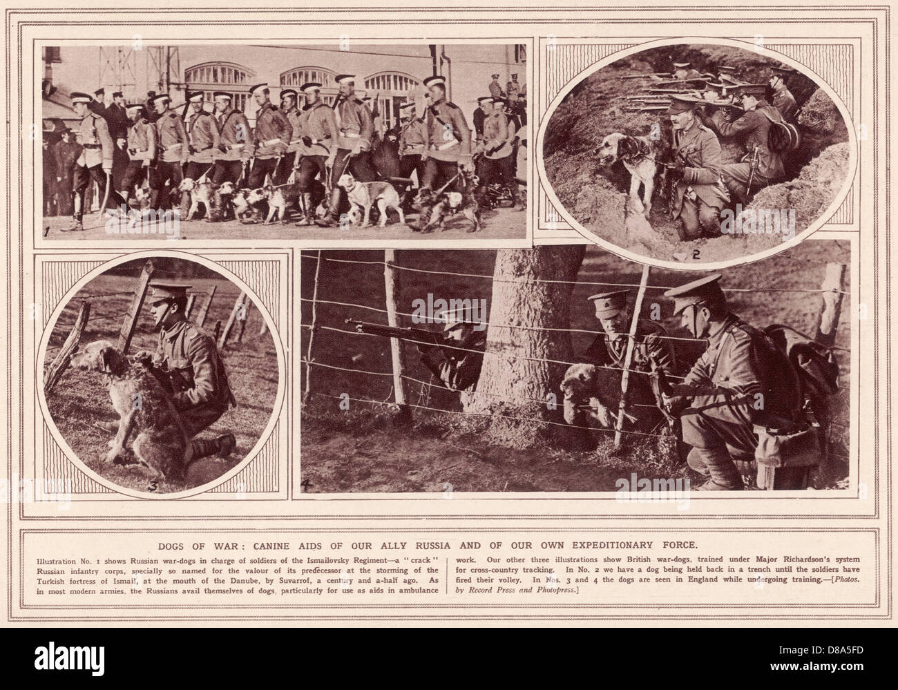 British army working dogs hi-res stock photography and images - Alamy