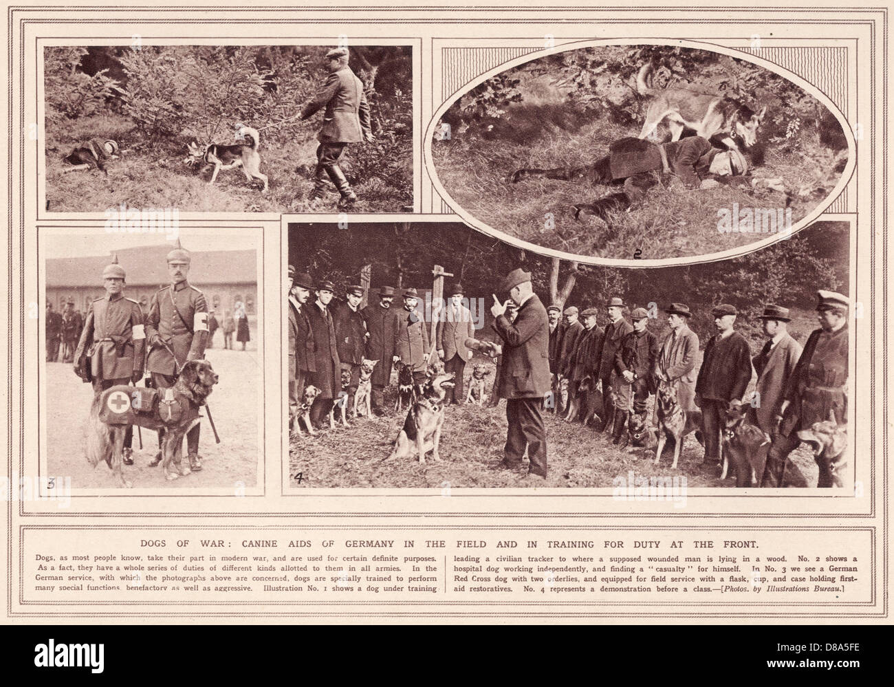 War dogs hi-res stock photography and images - Alamy