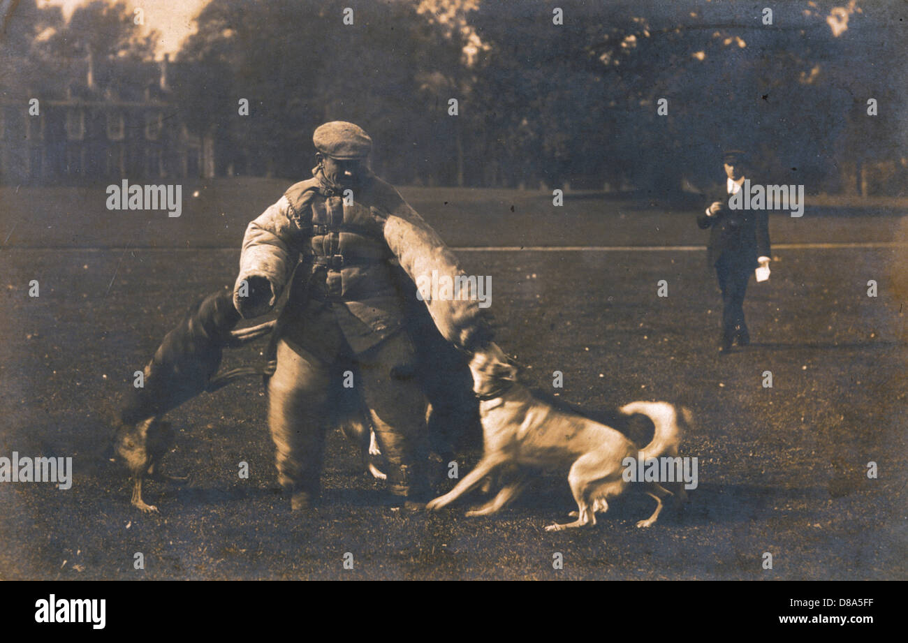 Attack dogs hi-res stock photography and images - Alamy