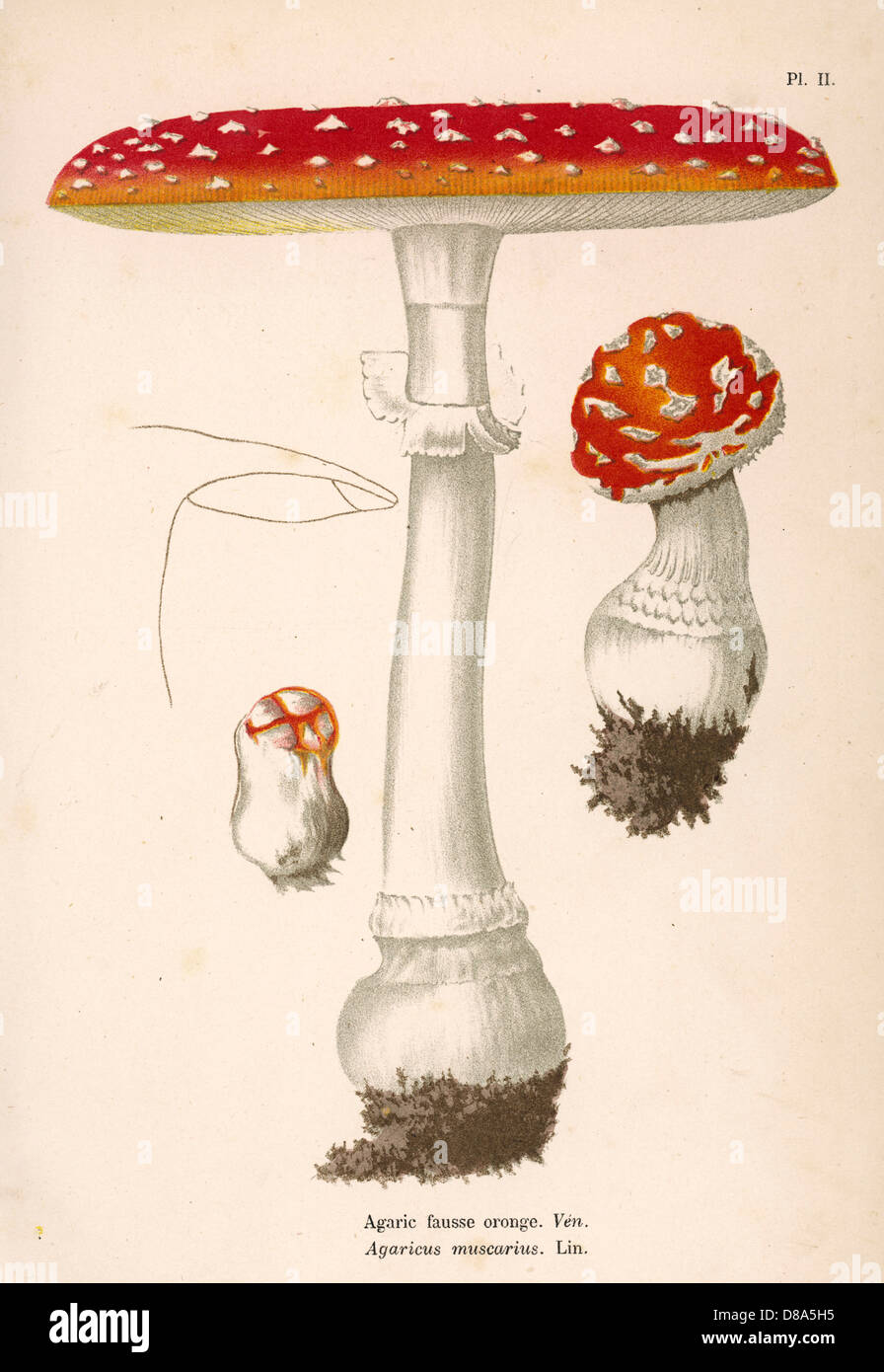 Funghi agaricus hi-res stock photography and images - Alamy