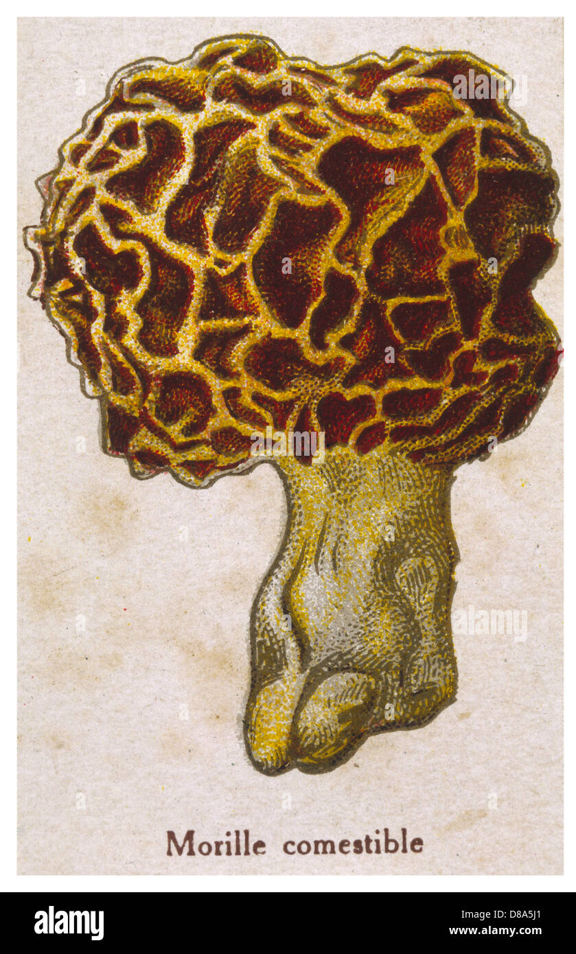 Morille hi-res stock photography and images - Alamy