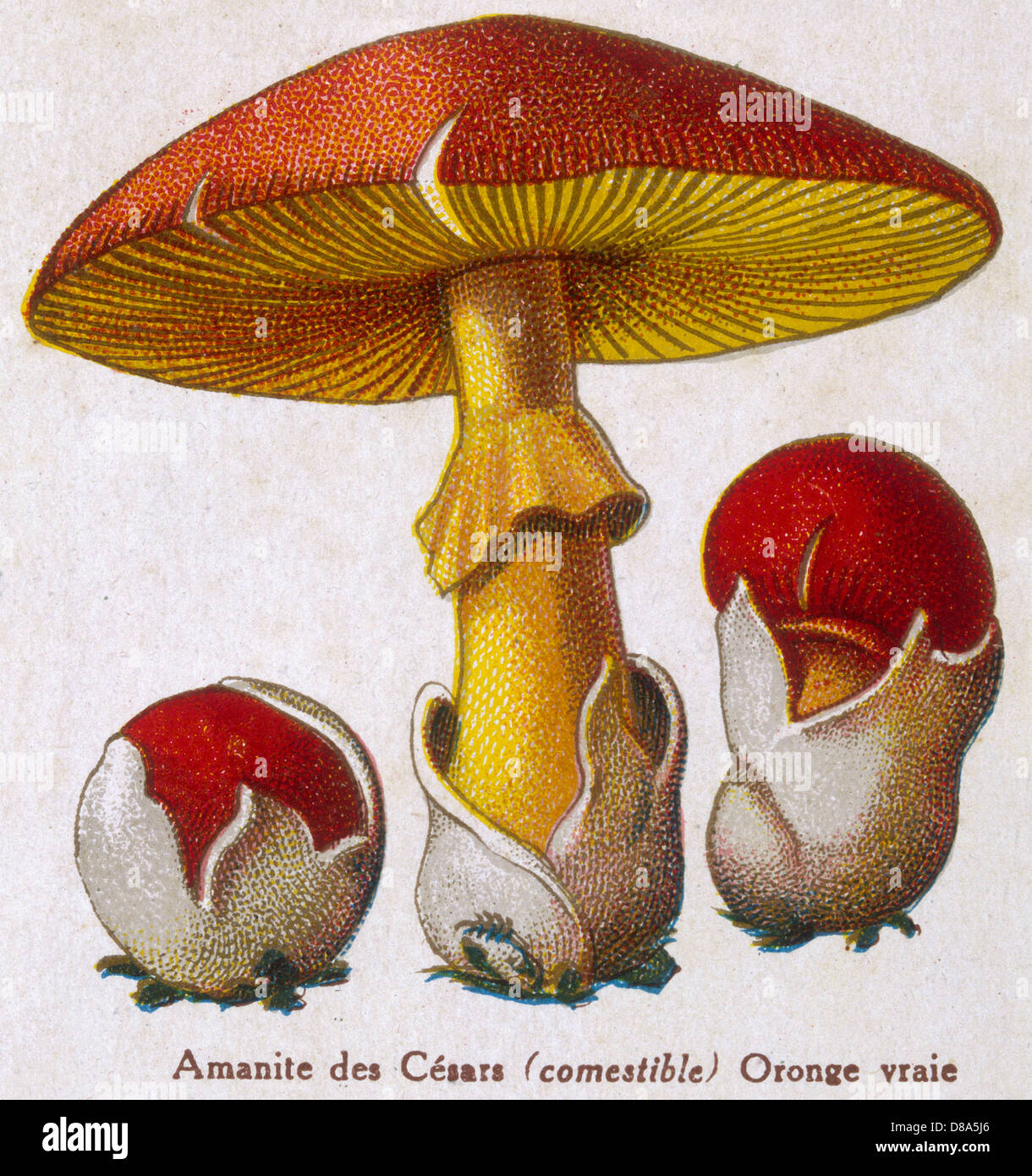 Funghi agaricus hi-res stock photography and images - Alamy