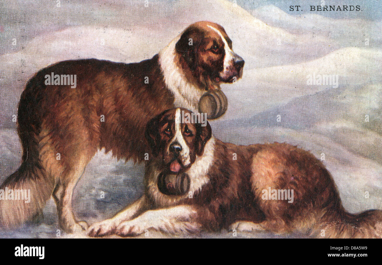 St bernard dogs hi-res stock photography and images - Alamy