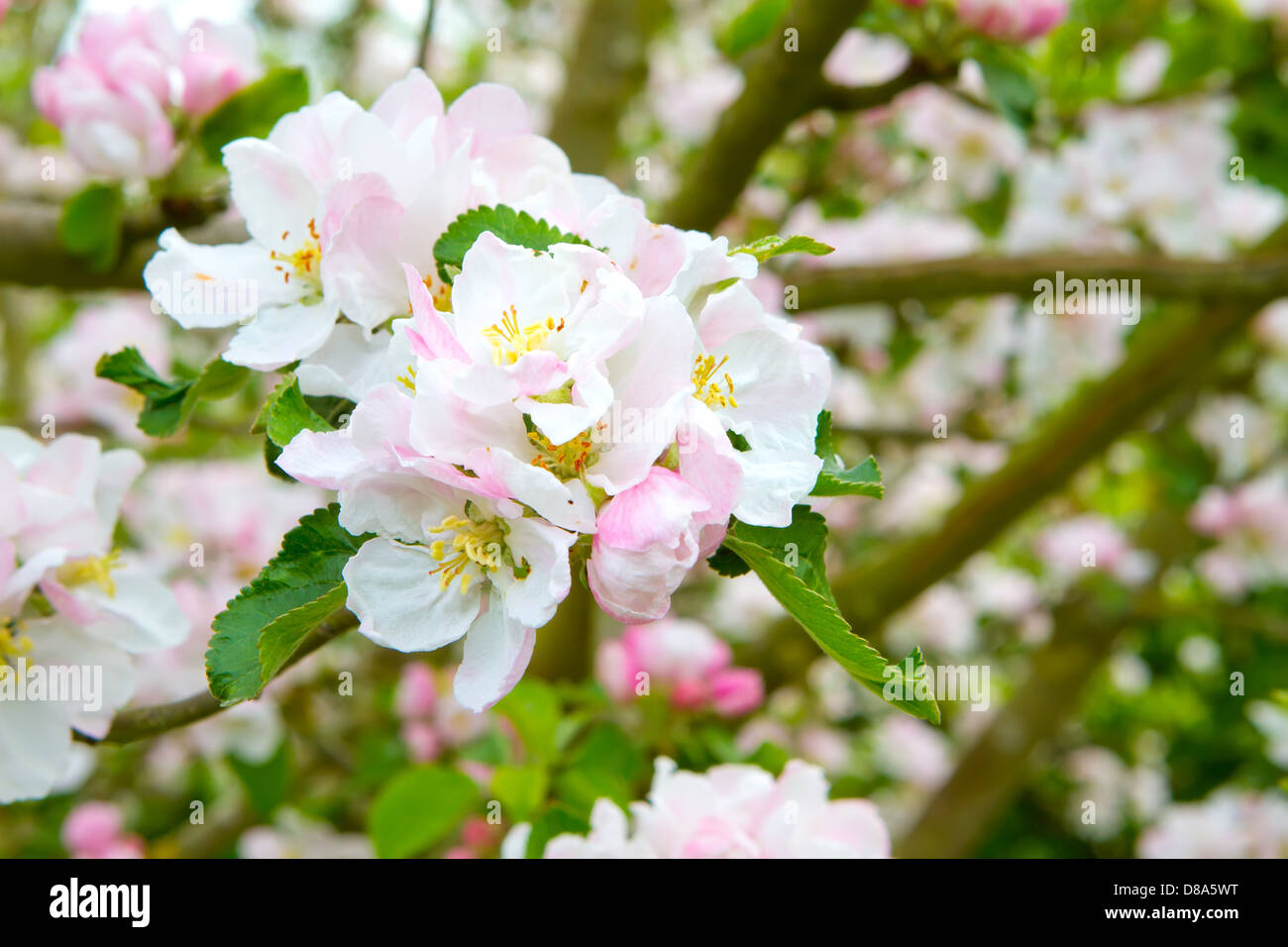 Prunus genus - Pink Cherry Blossom flower on a warm spring day Stock ...