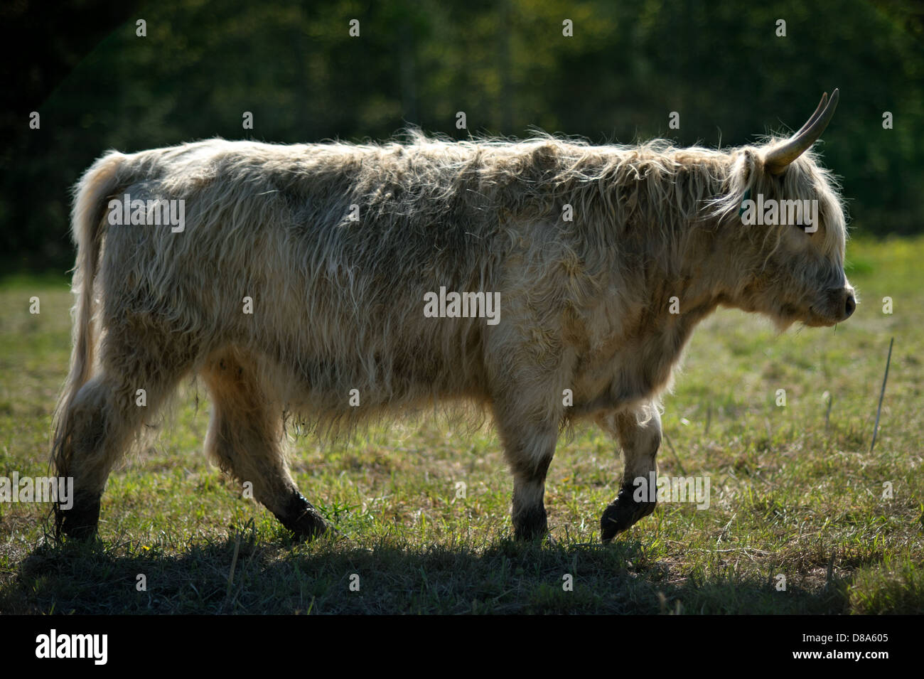 Cow bo hi-res stock photography and images - Alamy
