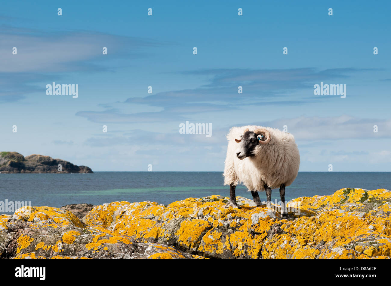 A sheep near the ocean in Iona Scotland Stock Photo - Alamy