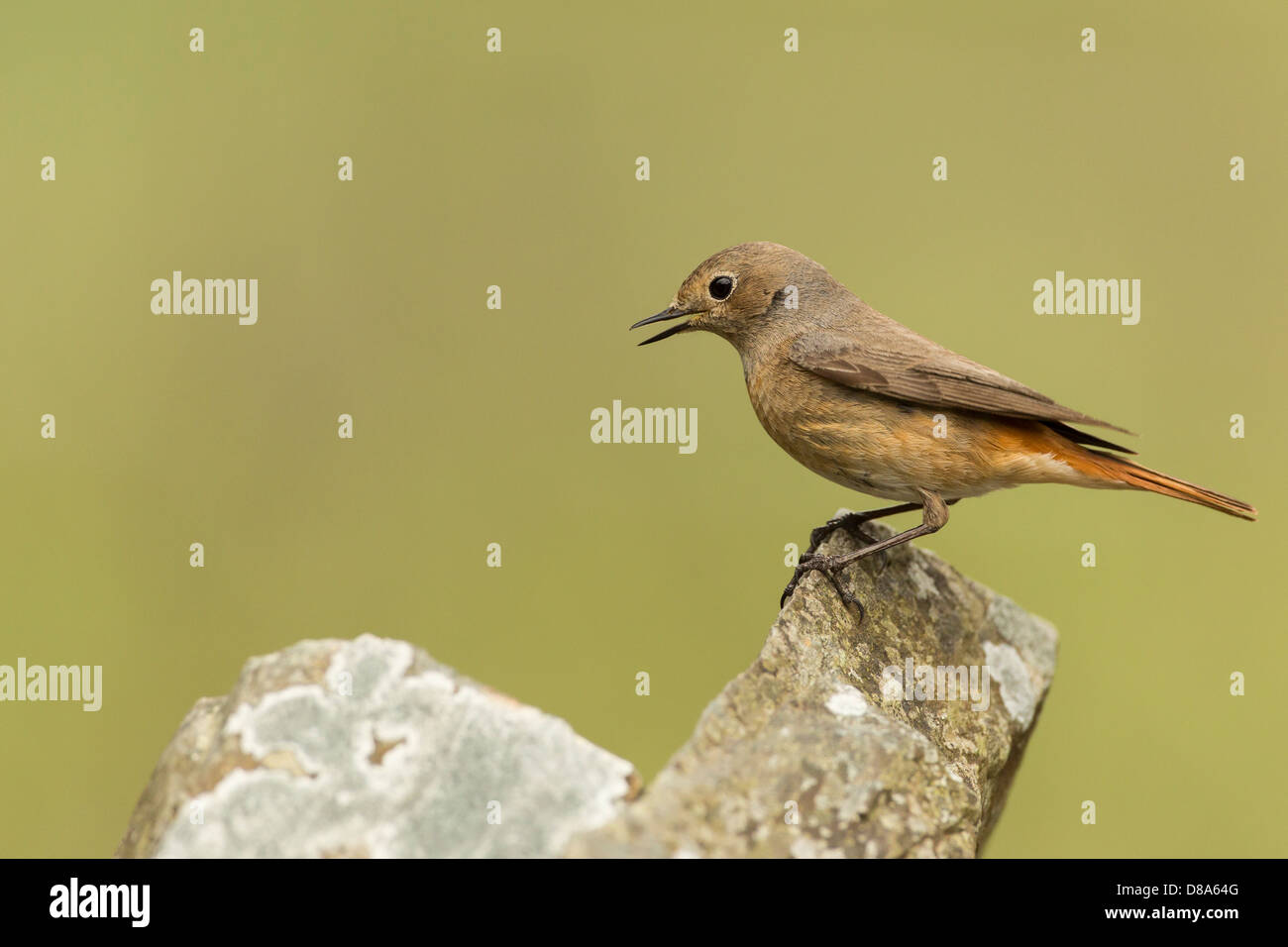 Redstart bird uk hi-res stock photography and images - Alamy