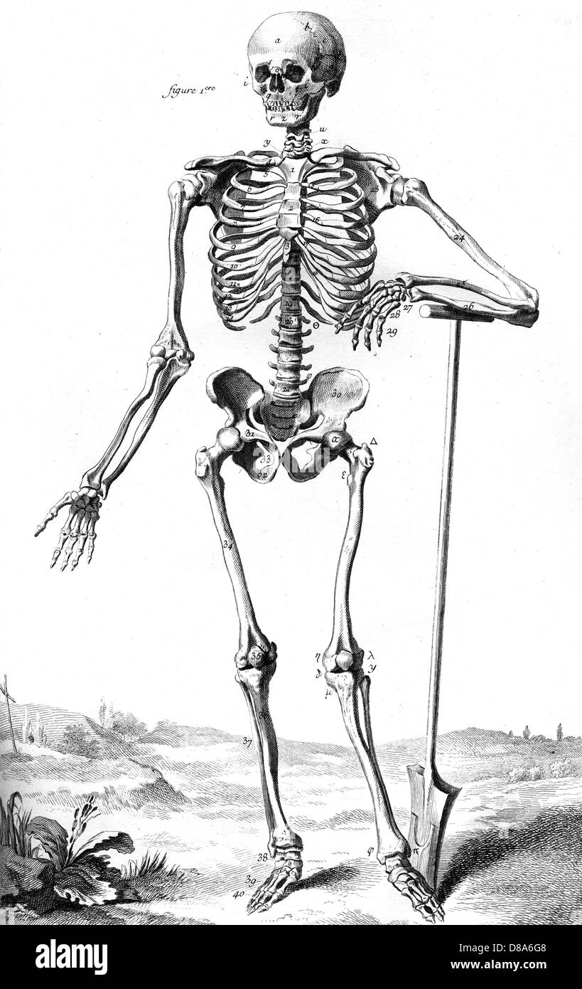 SKELETON 18TH CENTURY Stock Photo - Alamy