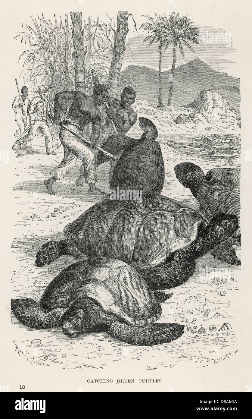 HUNTING GREEN TURTLES Stock Photo - Alamy