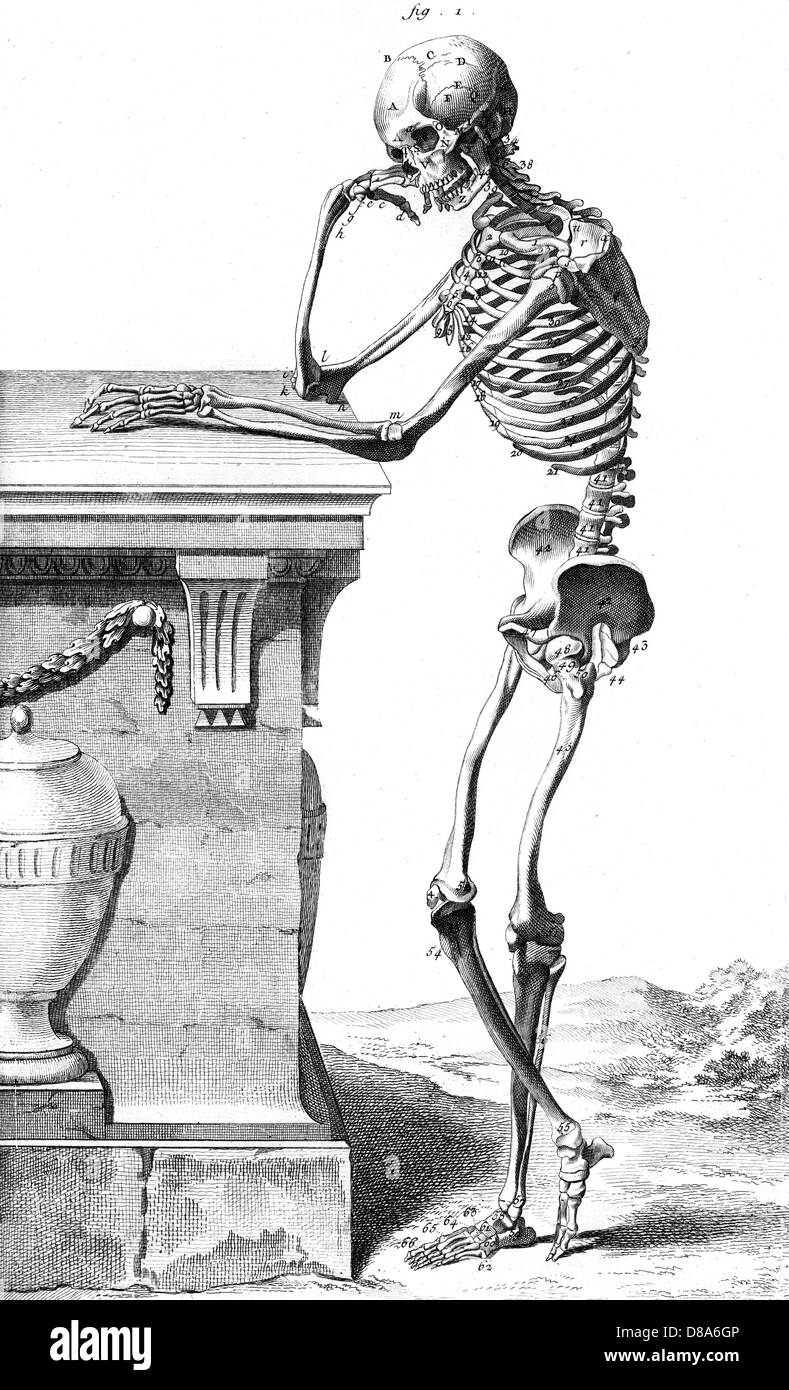 SKELETON FROM THE SIDE Stock Photo - Alamy