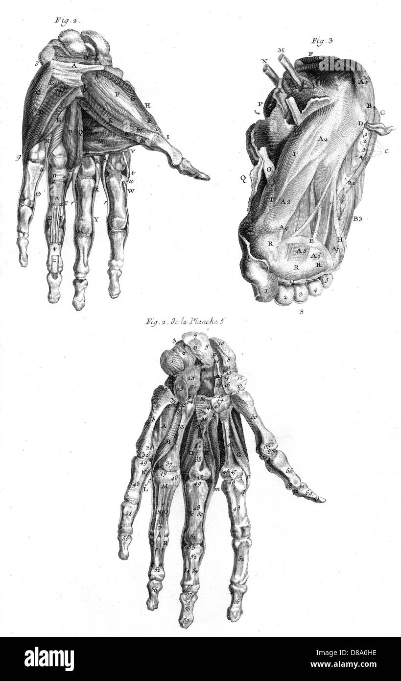 By the foot Cut Out Stock Images & Pictures - Alamy