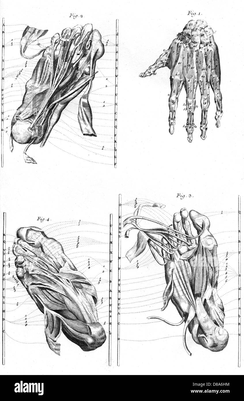 By the foot Cut Out Stock Images & Pictures - Alamy