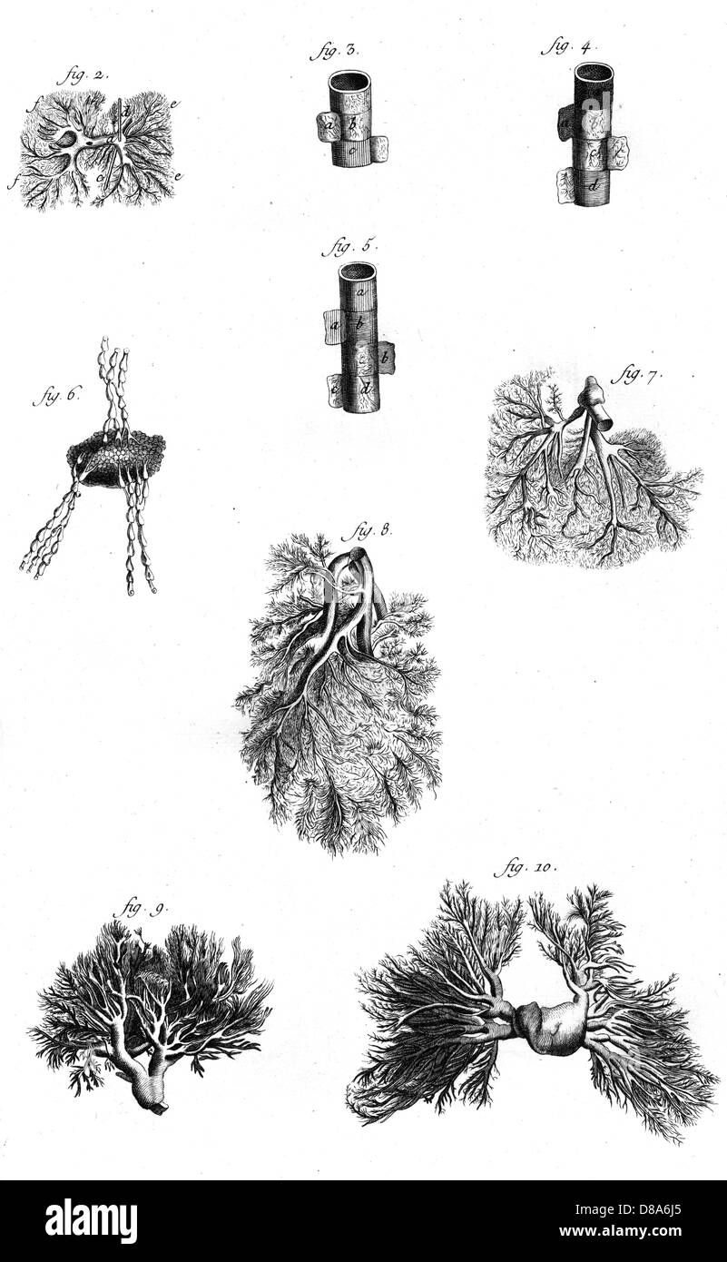 Veins Of The Body Blood Vessels Of The Human Body | Faculty Of