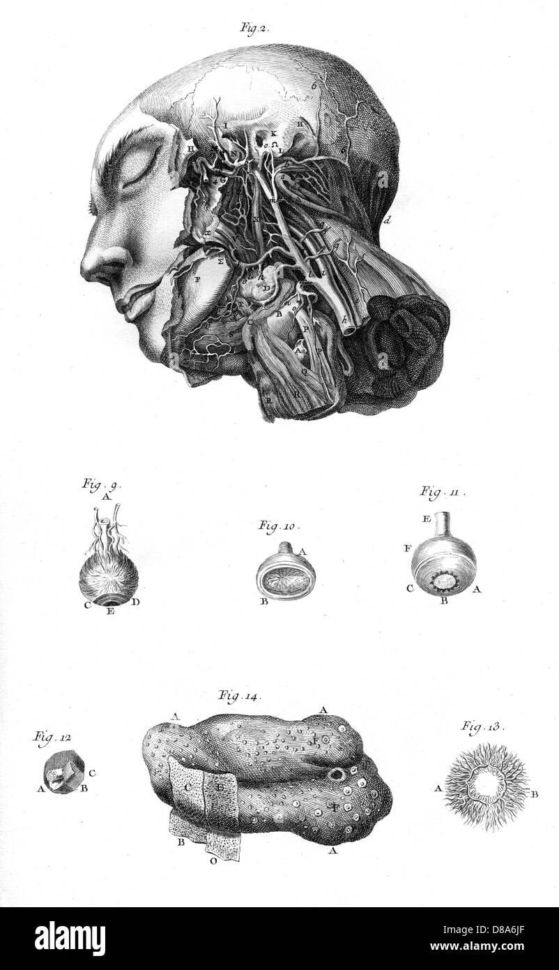 Side of the face Black and White Stock Photos & Images - Alamy