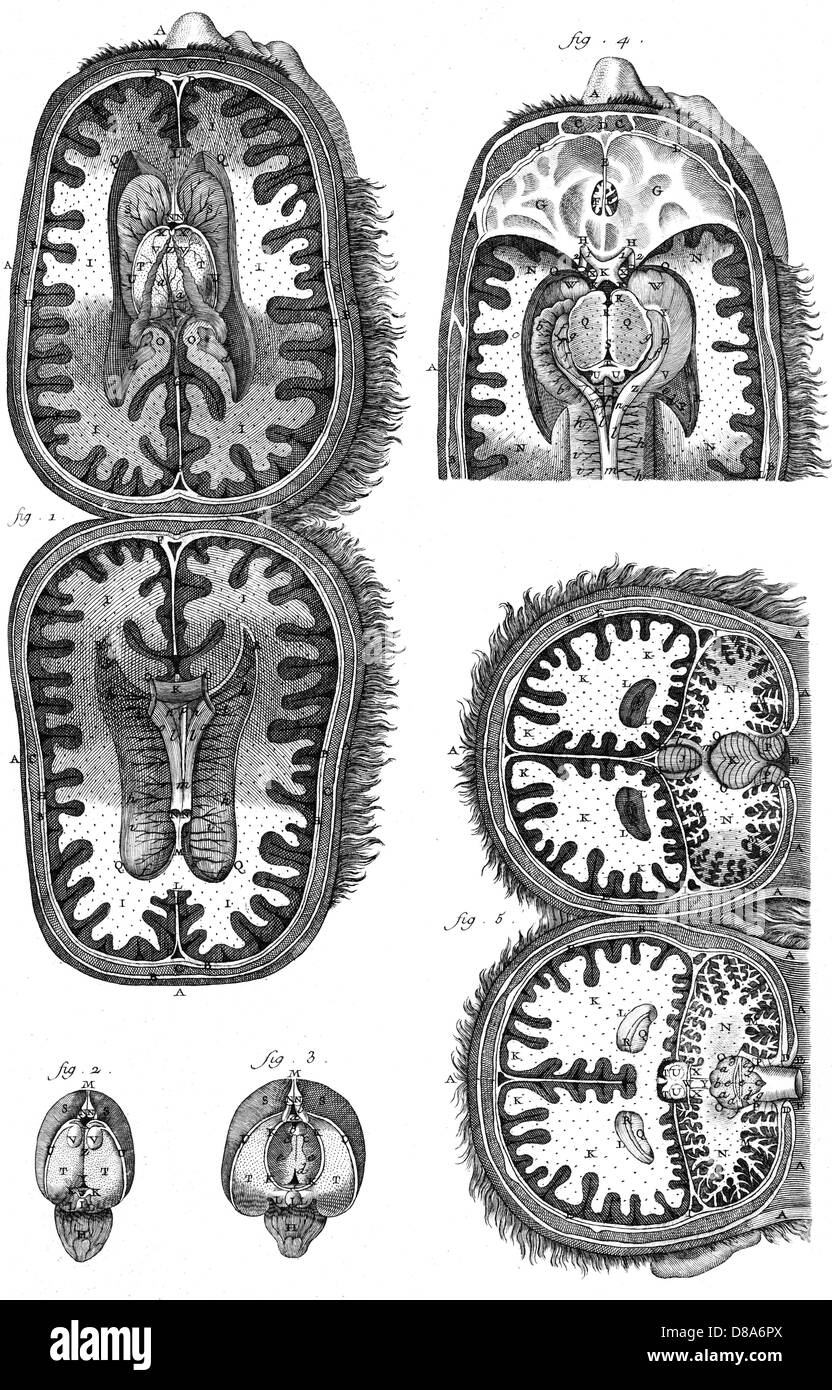 Body cavities Black and White Stock Photos & Images - Alamy