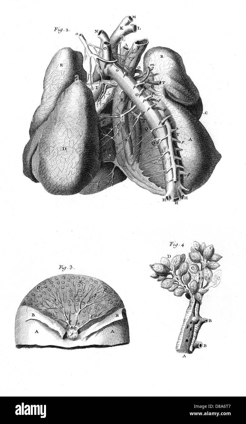 Anatomy of internal organs human Black and White Stock Photos & Images ...