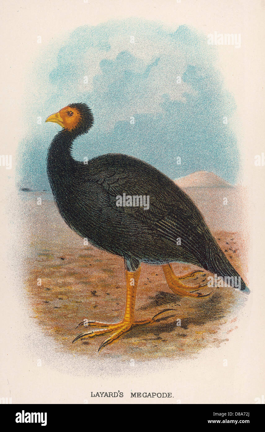 Megapodius layardi hi-res stock photography and images - Alamy