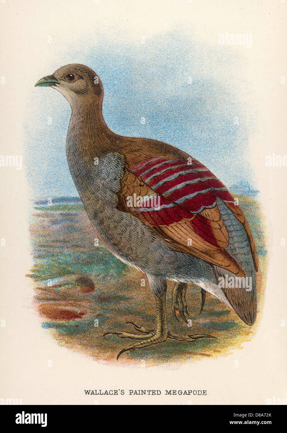 Megapode birds hi-res stock photography and images - Alamy