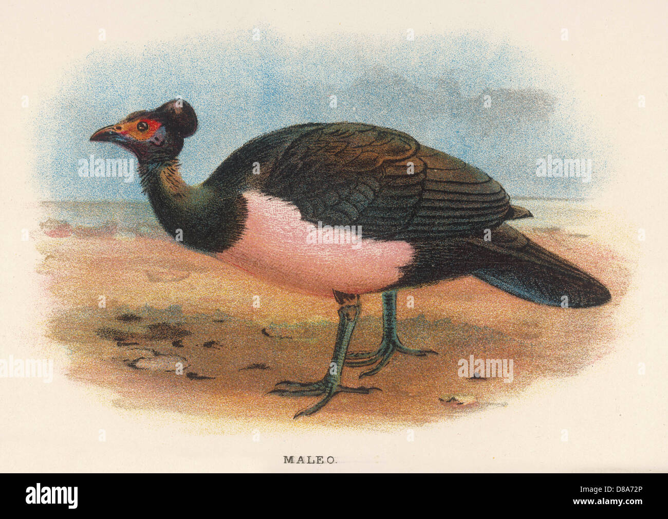 Maleo birds hi-res stock photography and images - Alamy