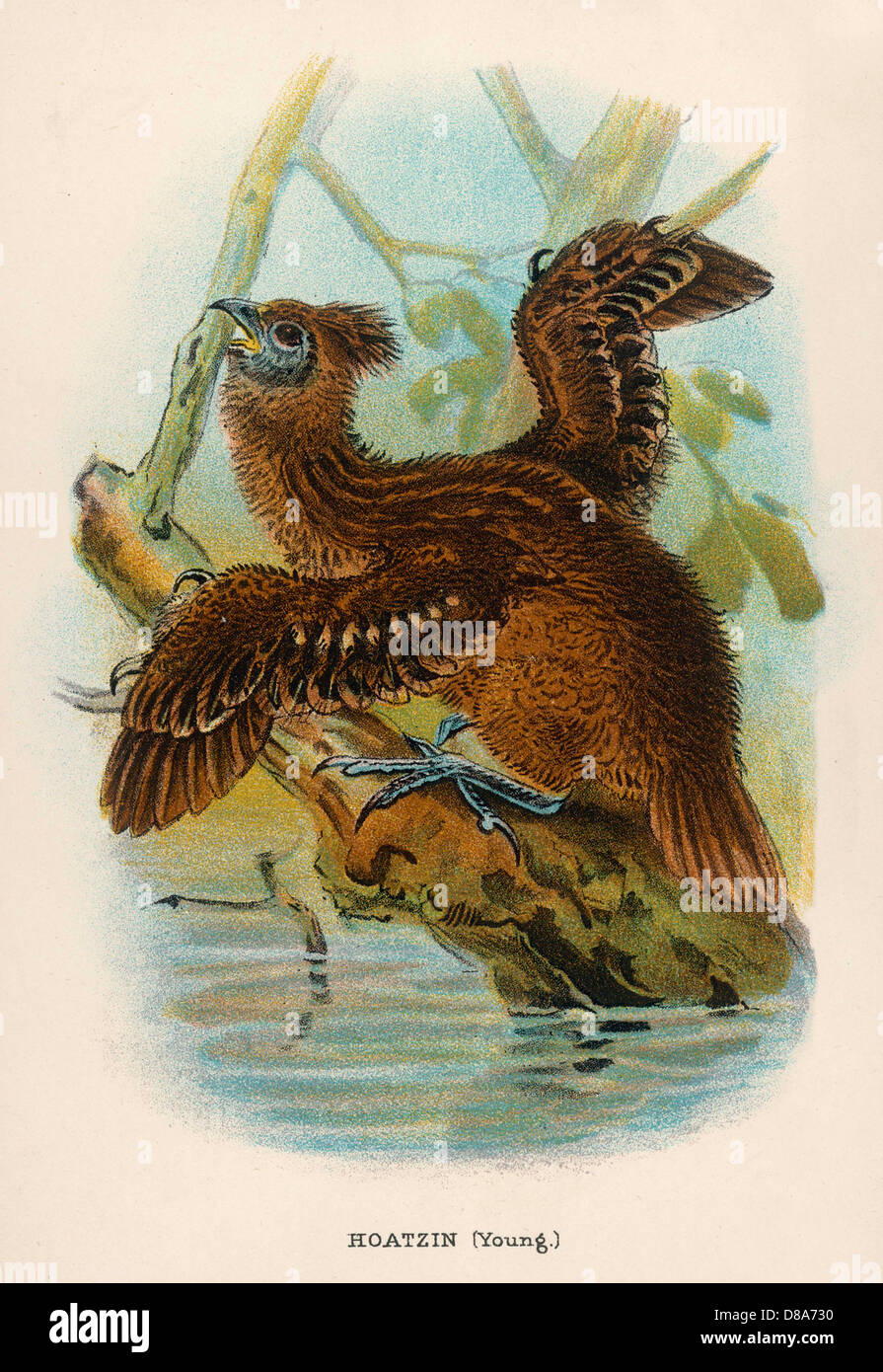 Hoatzins hi-res stock photography and images - Alamy