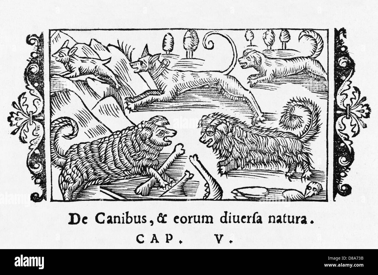 OLAUS MAGNUS DOGS Stock Photo - Alamy