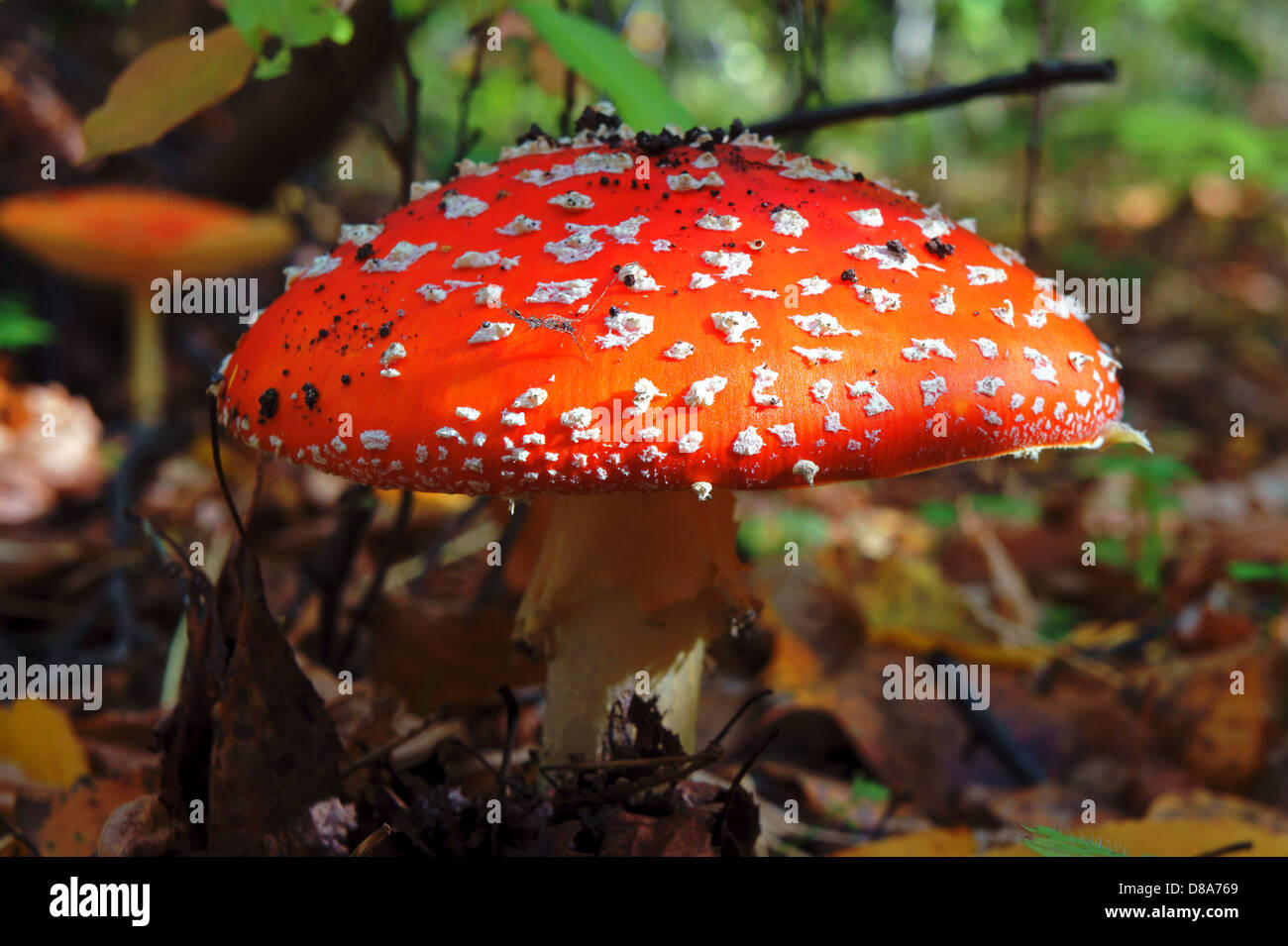 big, red toadstool in forest Stock Photo - Alamy