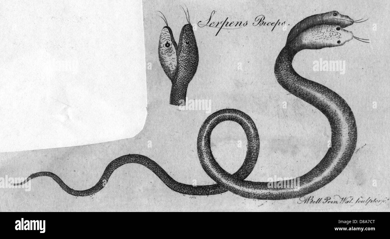 Weird snake hi-res stock photography and images - Alamy