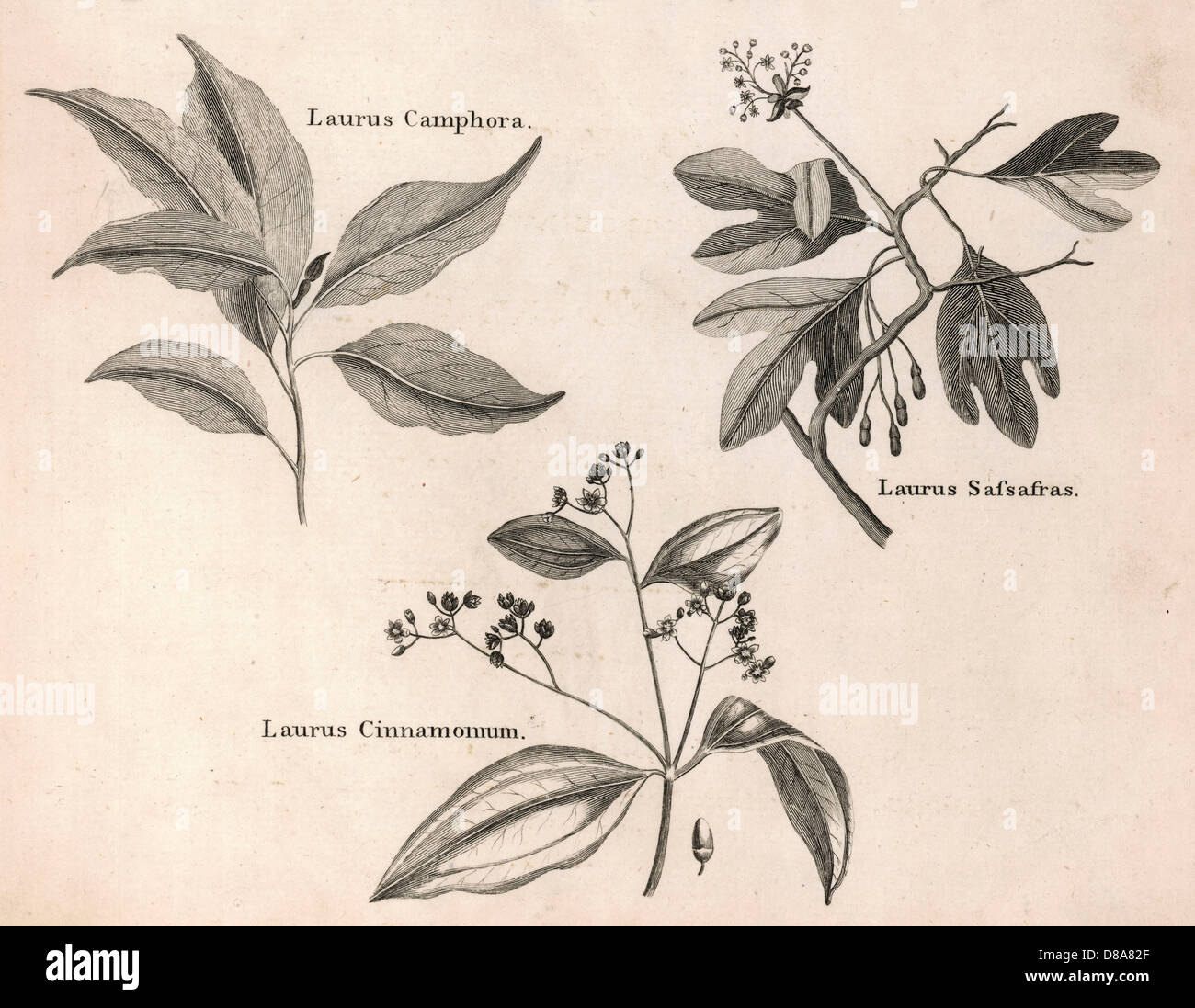 Species of species hi-res stock photography and images - Alamy