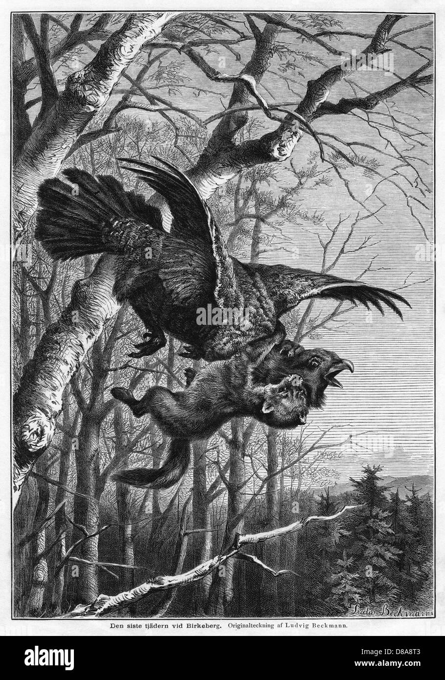 Some bird Black and White Stock Photos & Images - Alamy