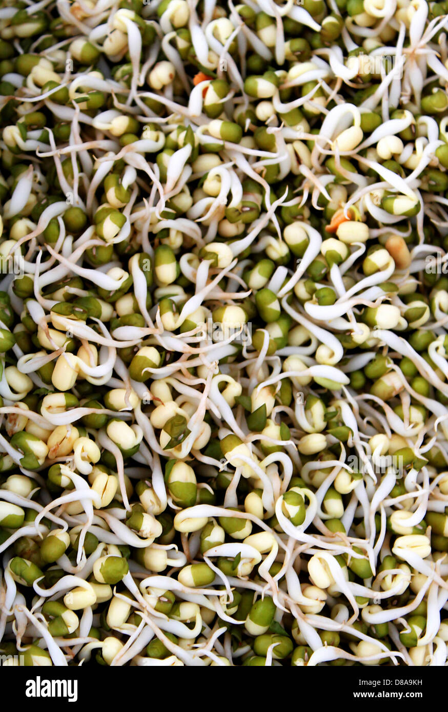 Bean sprout root hi-res stock photography and images - Alamy