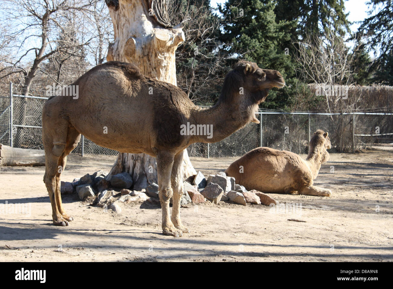 An Arabian camel stands in a desert landscape, adapted to survive ...