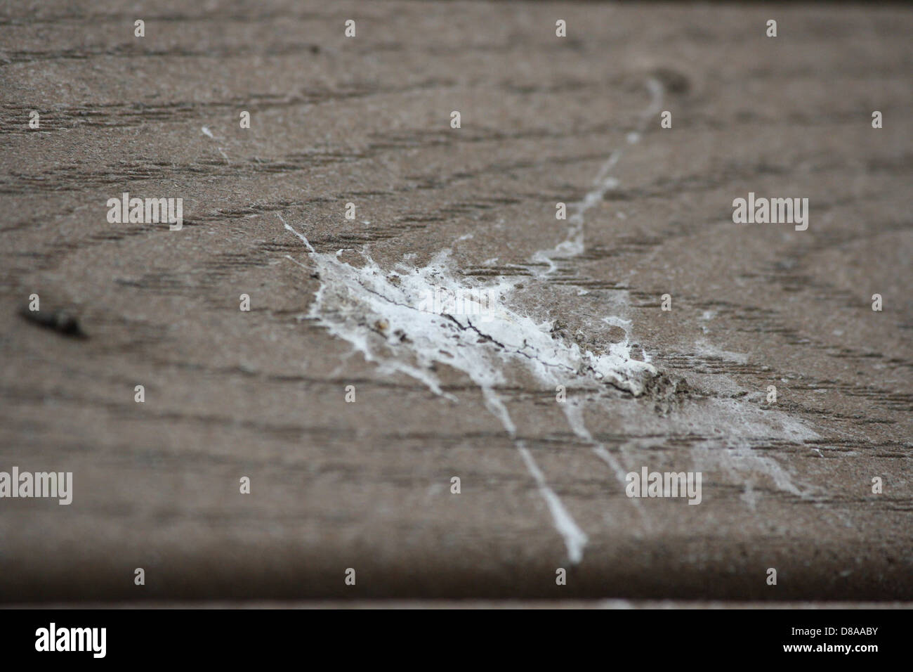 A close-up of bird droppings on a deck surface, showing the texture and ...
