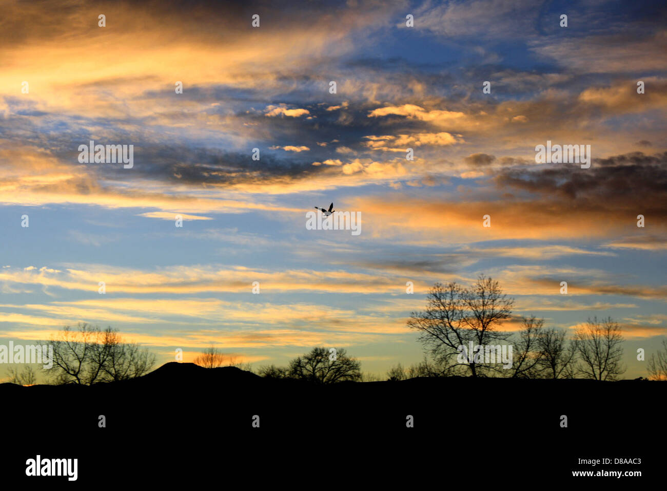 bird flying at sunset Stock Photo - Alamy