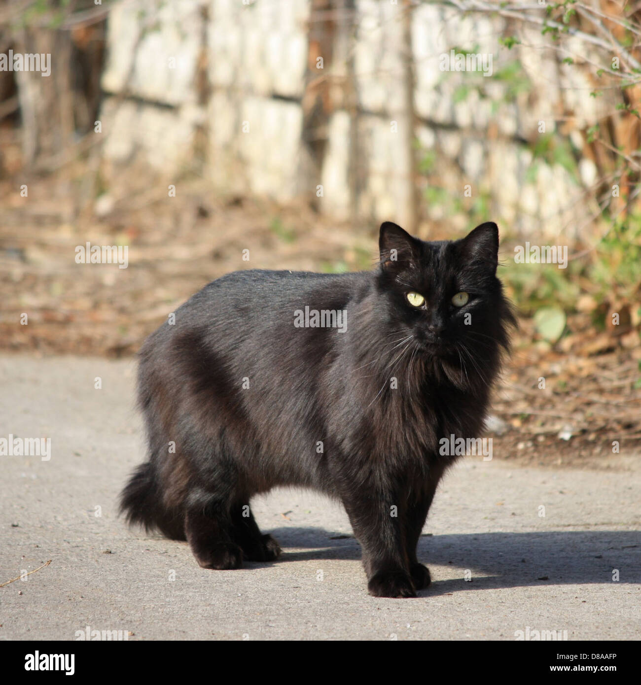 black cat longhaired Stock Photo - Alamy