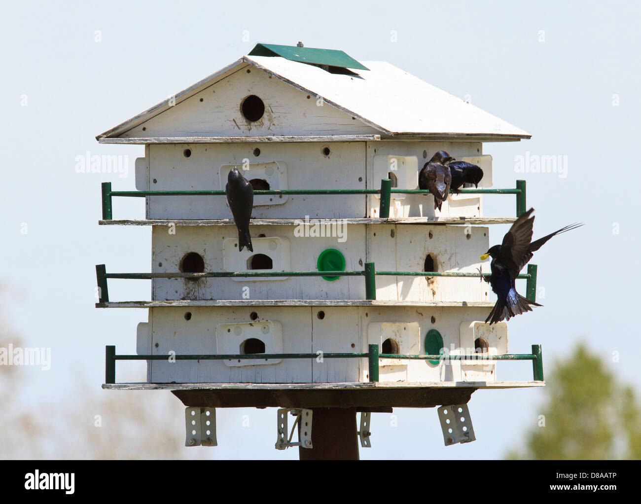 Purple martin progne subis hi-res stock photography and images - Alamy