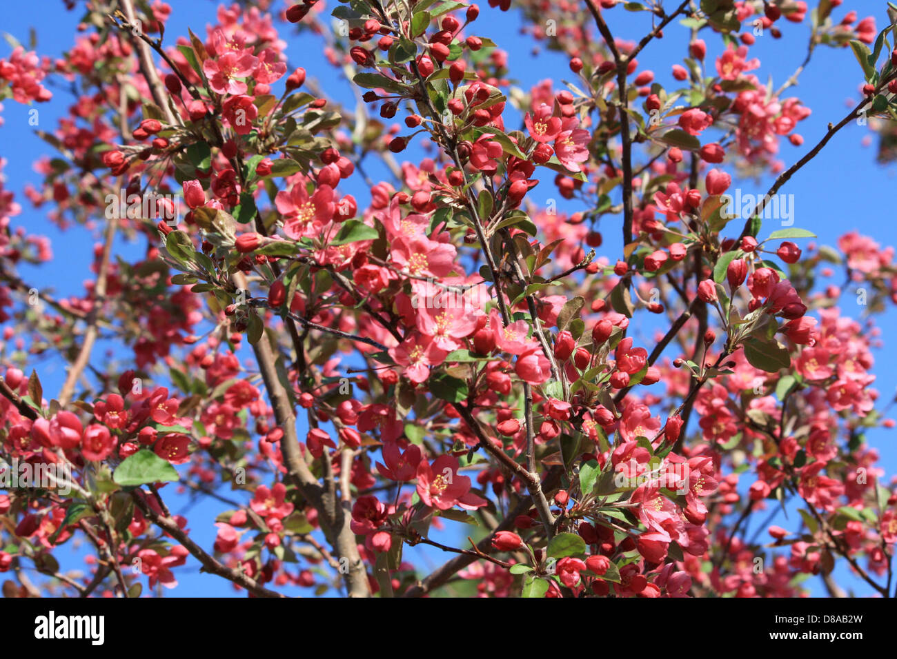 This image shows a blooming pink crabapple tree, showcasing vibrant ...