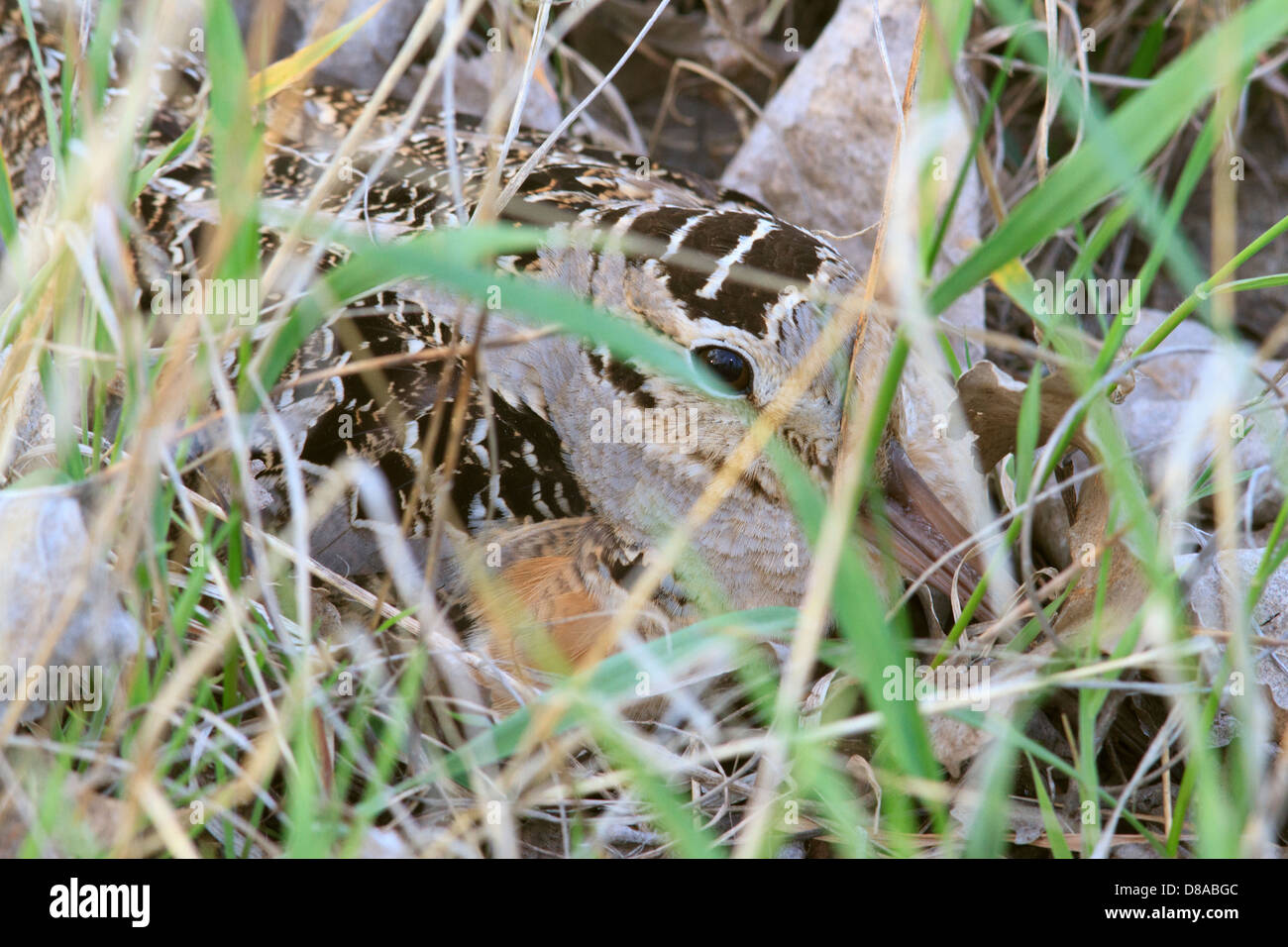 American Woodcock Stock Photos & American Woodcock Stock Images - Alamy