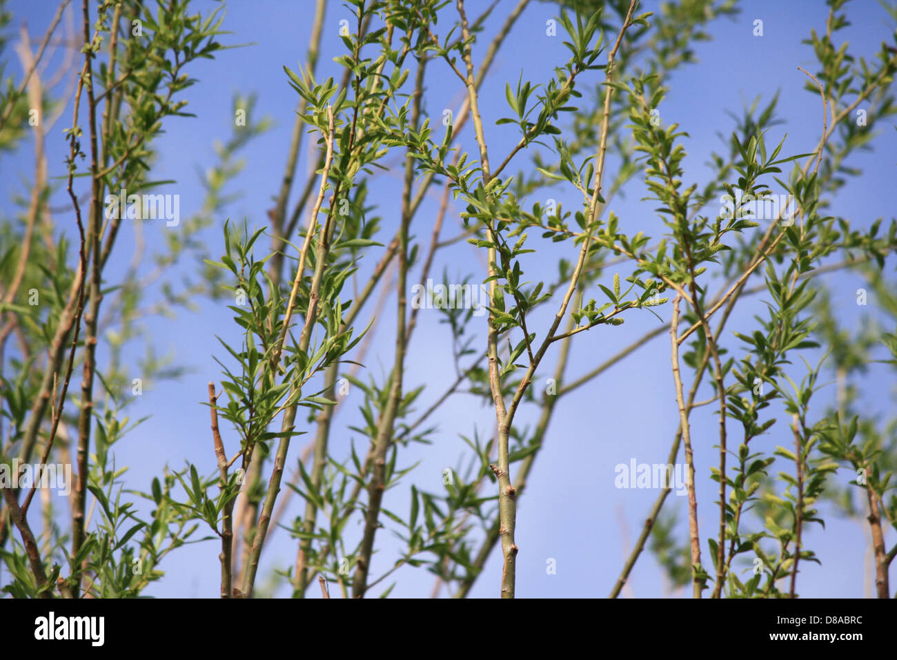 Fresh spring leaves cover tree branches, set against a clear blue sky ...