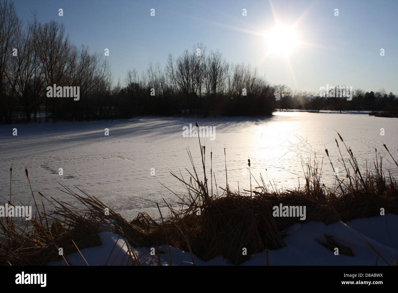 The bright sun shining over a frozen pond, reflecting off the ice and ...