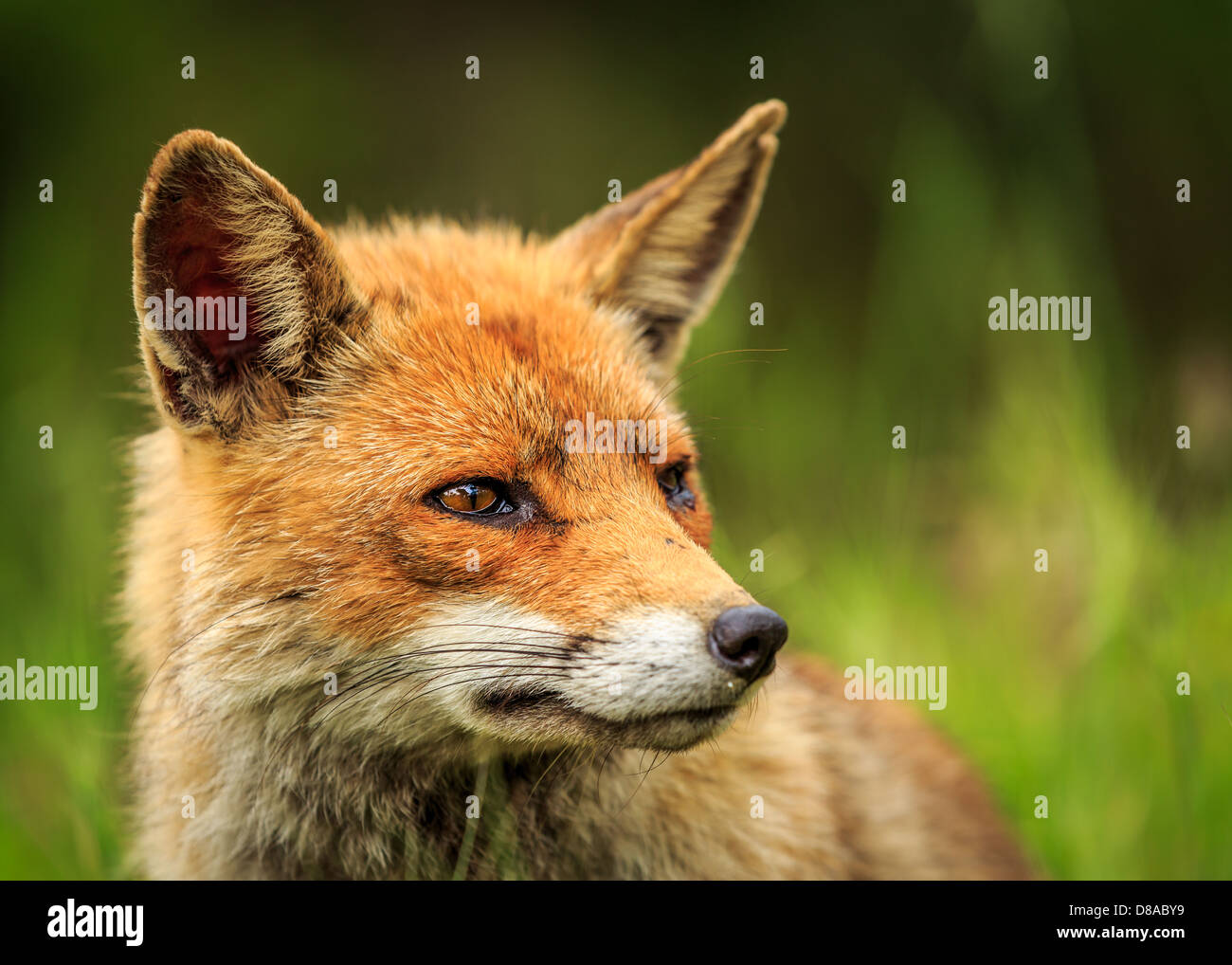 Red Fox (Vulpes vulpes), Tuscany, Italy Stock Photo - Alamy