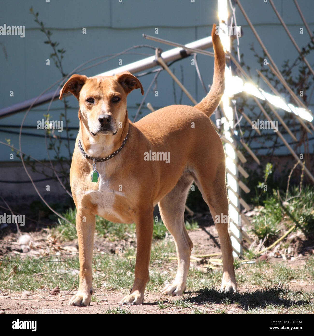 Dog with raised tail hi-res stock photography and images - Alamy