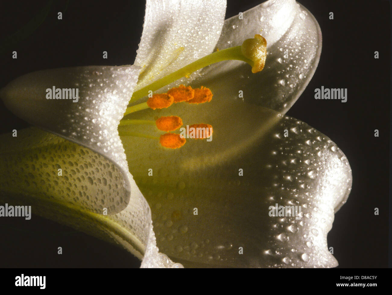 The easter lily hi-res stock photography and images - Alamy