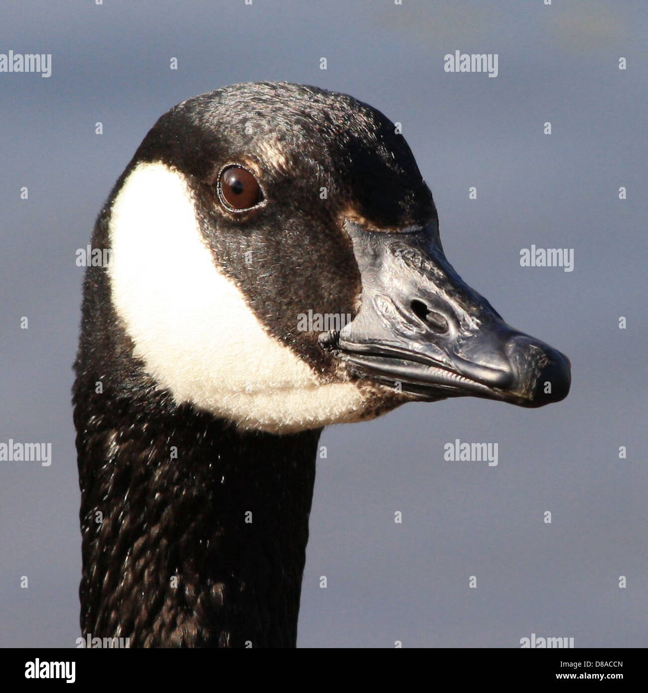 Head features detailed markings hi-res stock photography and images - Alamy