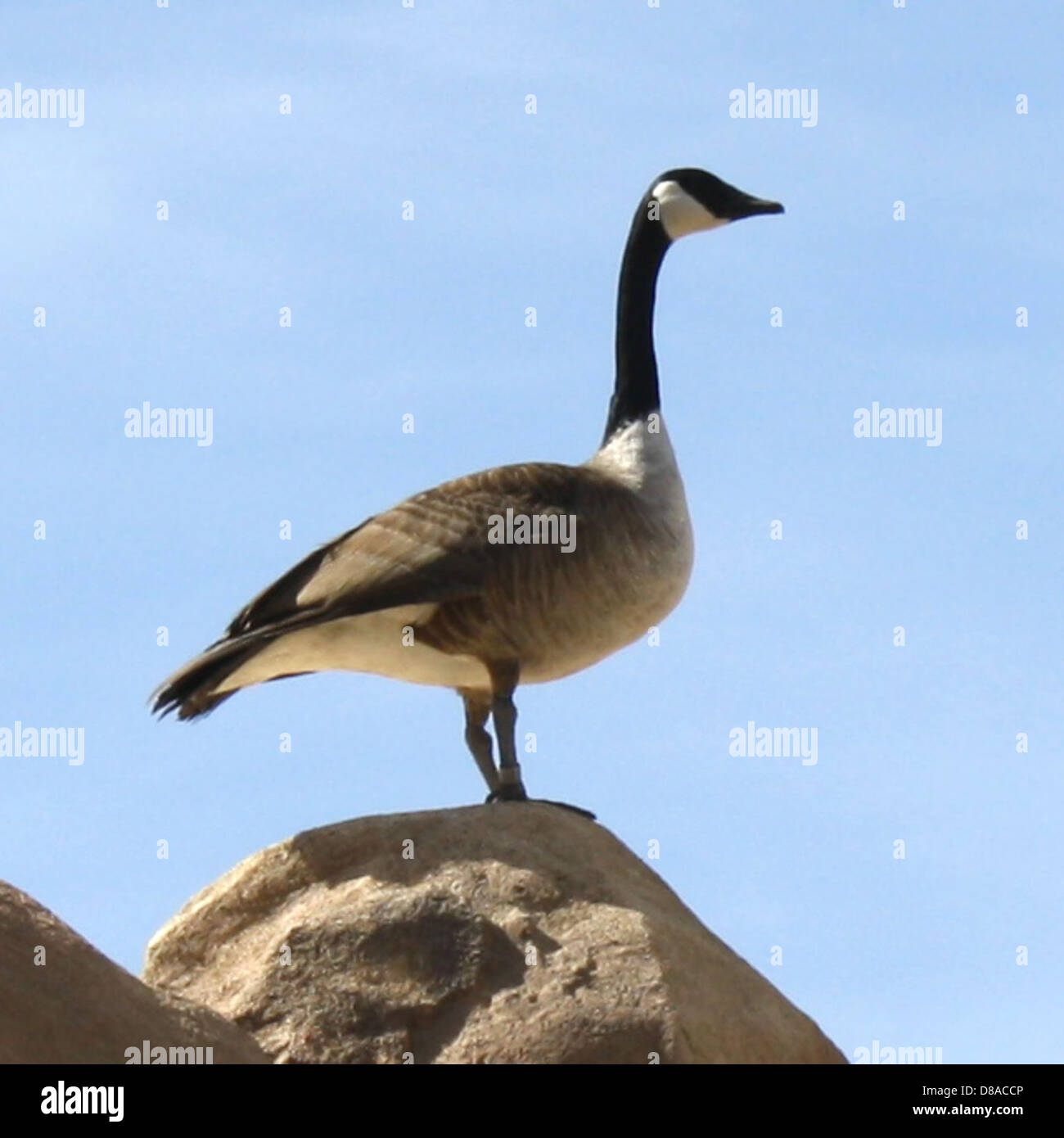 Habitat large flocks migratory hi-res stock photography and images - Alamy
