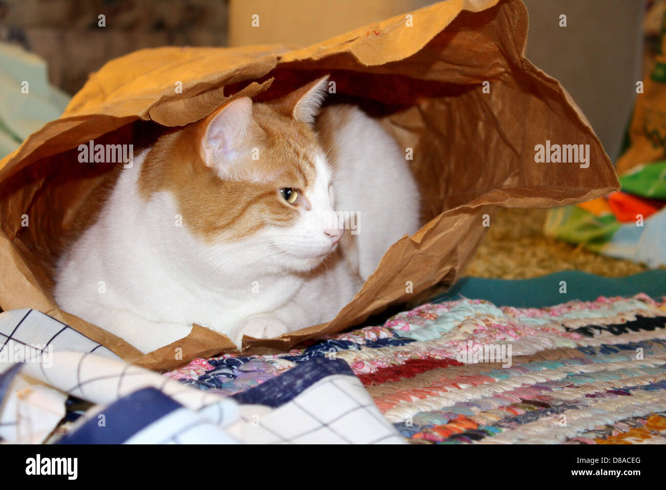 cat in paper bag Stock Photo - Alamy