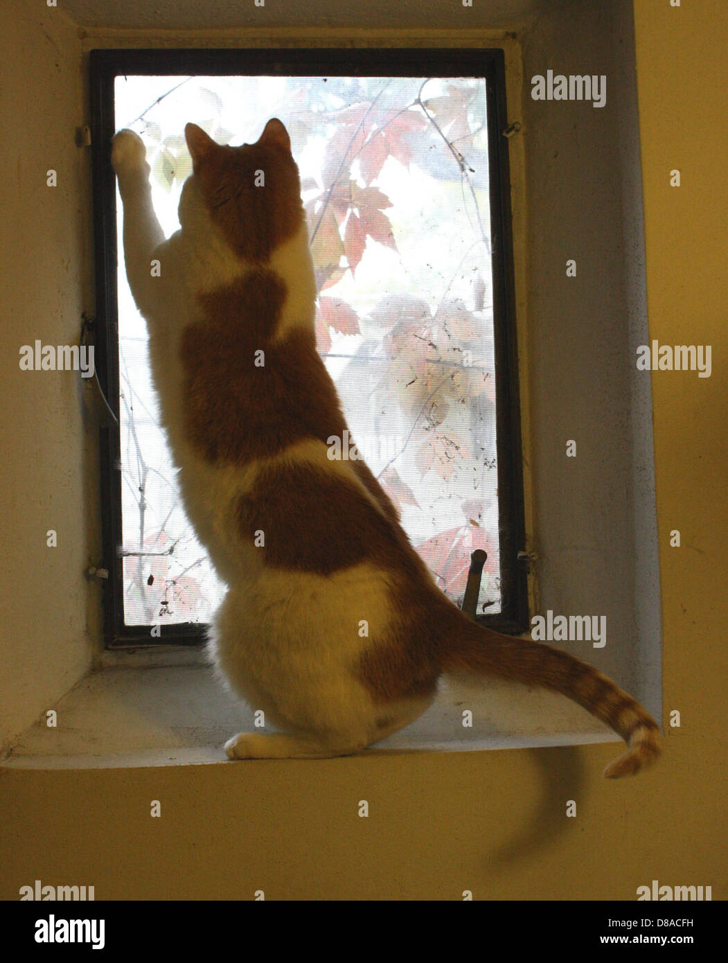 A cat playfully explores a window sill, interacting with the sunlight ...